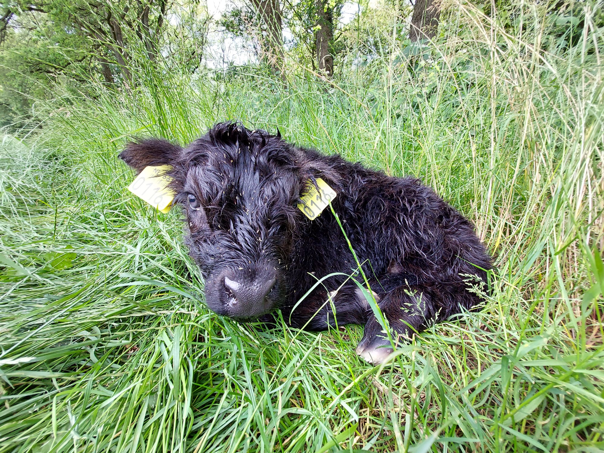 Alles over de Hooglander kalfjes – Vechtdal Hooglanders